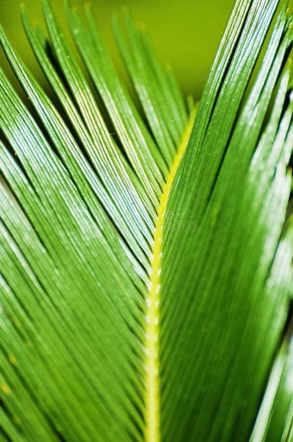 Leaves of Cycas stock photo. Image of cycadaceae, yield - 20512102