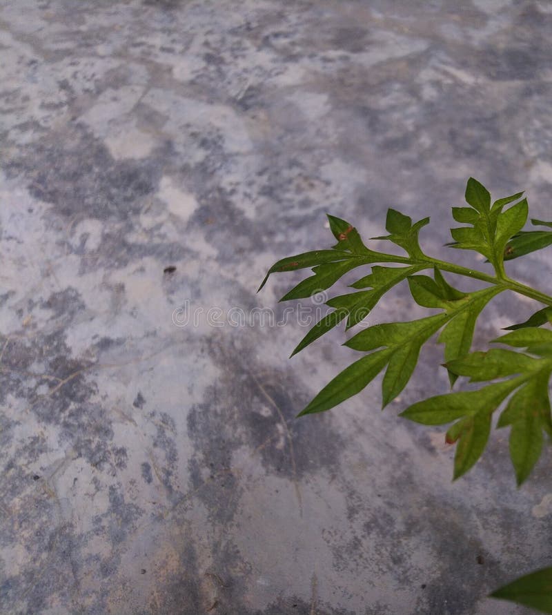 Leaves Dangling on the Floor Stock Photo - Image of plant, nature ...