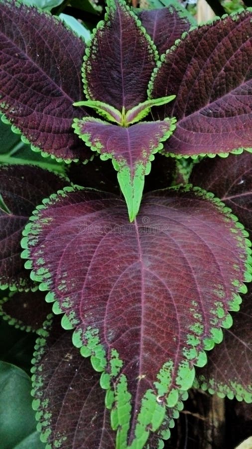 Leaves with Dark Violet Patches and Round Edges Stock Photo - Image of ...