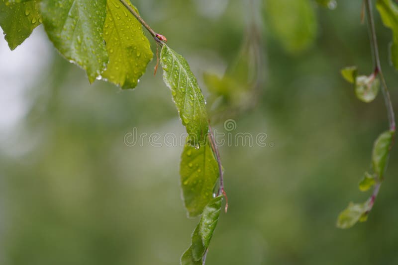 Leaves of deciduous trees stock image. Image of deciduous - 259741721
