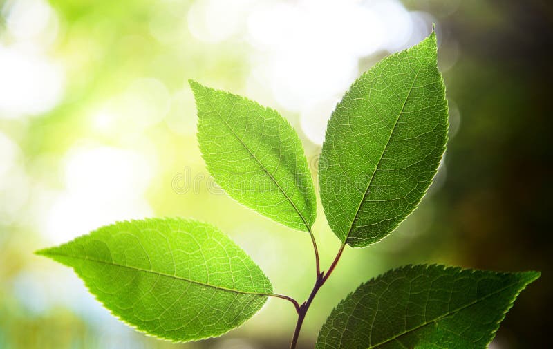 Fresh and green leaves stock image. Image of botany, closeup - 33839087