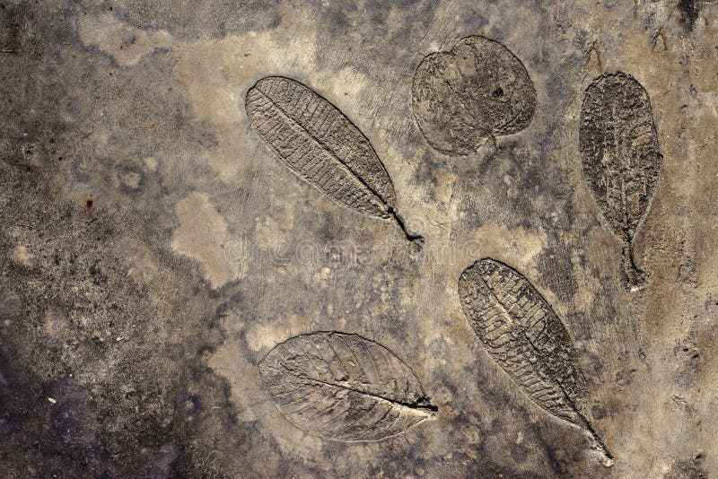 Leaves Detail Pattern on Cement Floor Stock Photo - Image of grape ...