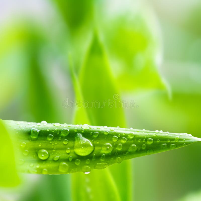 Leaves with dew drops stock photo. Image of growth, macro - 90852424