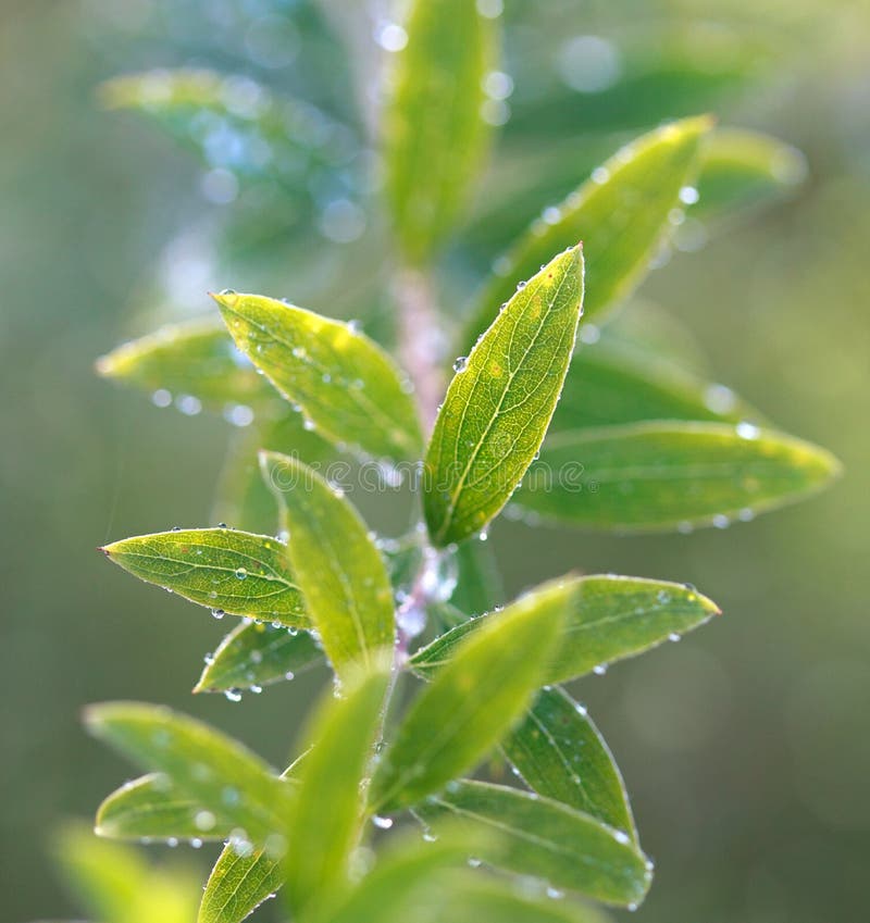 Leaves with Dew Drops, Lighted Sun Stock Image - Image of green ...