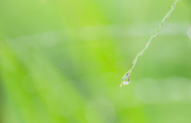 Leaves with dew drops stock photo. Image of green, horizontal - 79632242