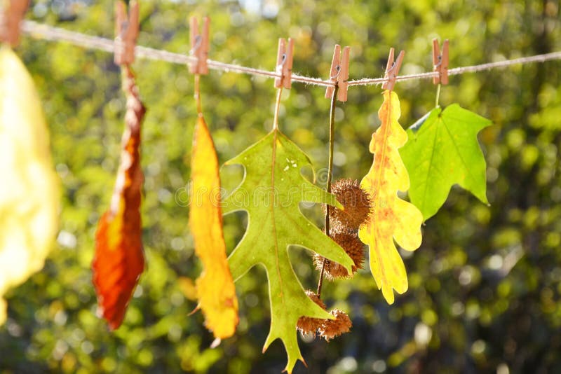 Leaves of Different Colors Lined Up on a String Stock Photo - Image of ...