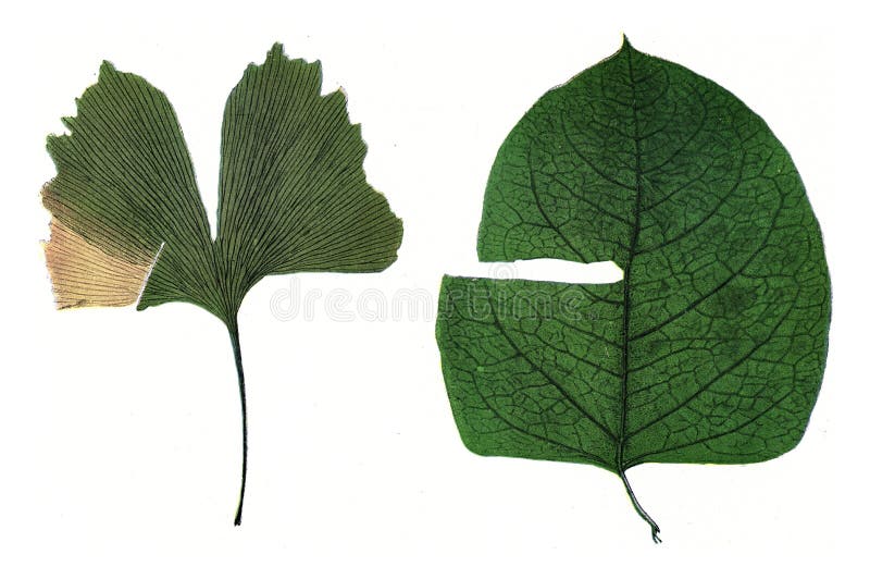 Leaves, with Different Veins, Notched during Growth Stock Photo - Image ...