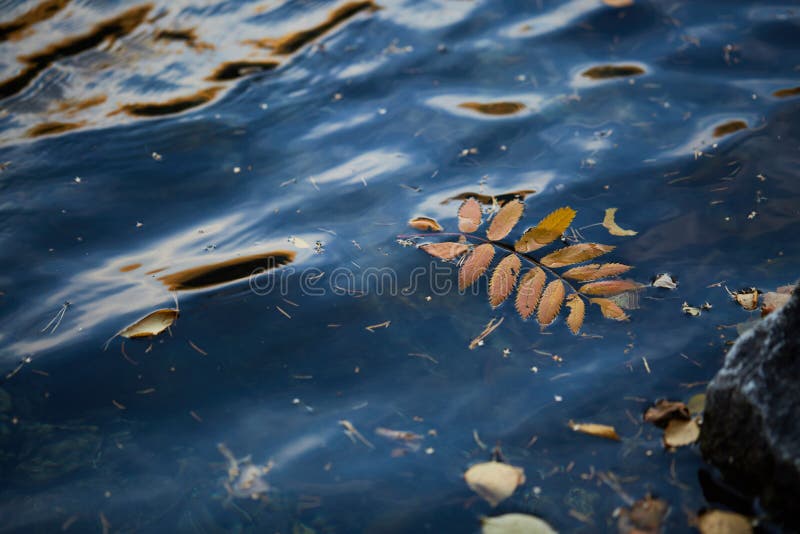 Leaves and Dirt Falling in a Lake Stock Image - Image of background ...