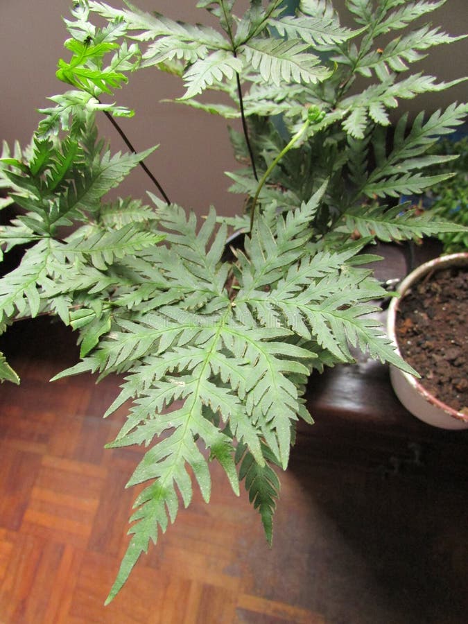 Leaves of the Doryopteris Fern in a Small Pot Stock Image - Image of ...