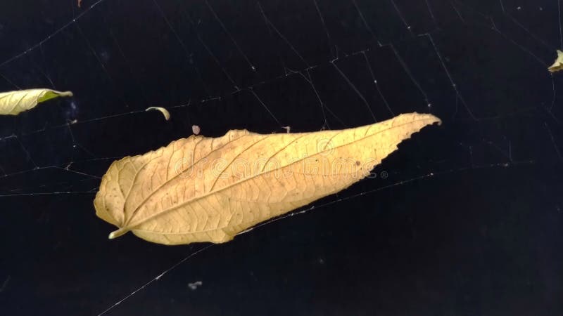 Leaves Dry, Trapped in Spider Web. Stock Photo - Image of branch, dried ...