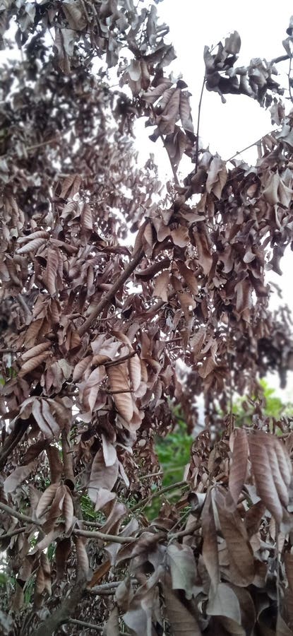 Leaves Dry and Wilt during Long Dry Seasons Stock Photo - Image of long ...