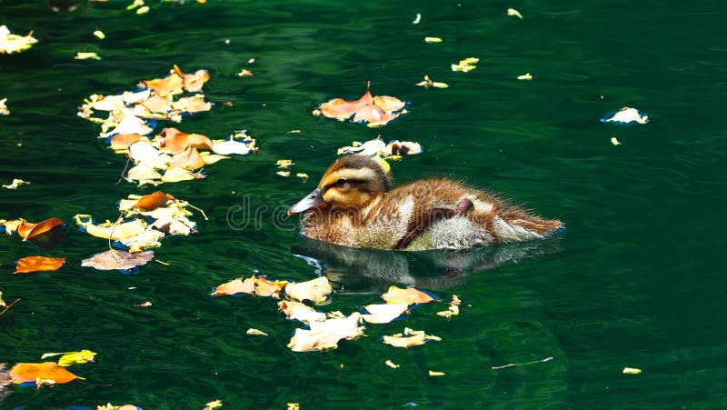 Leaves and Duck stock image. Image of goose, duck, mallard - 191530253