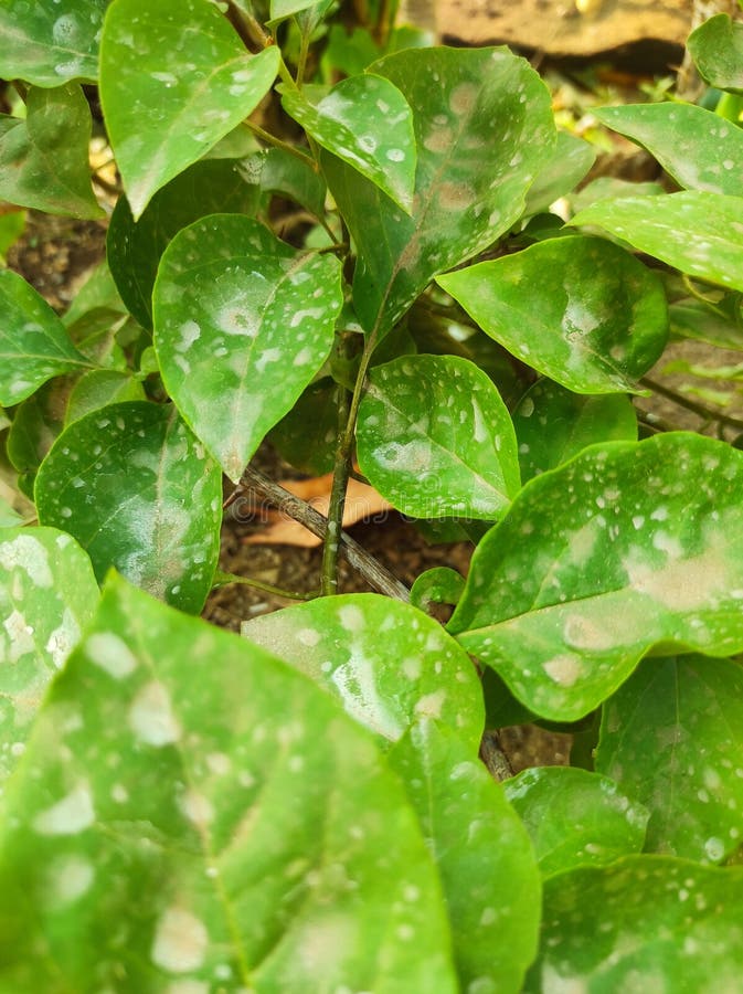 Leaves are Dull because they are Exposed To Dust and Dirt in Nature ...