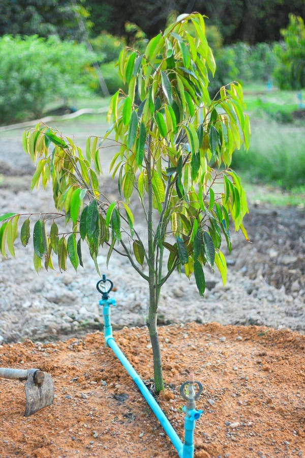 Leaves and Durian Trees Growing in the Garden Stock Image - Image of ...
