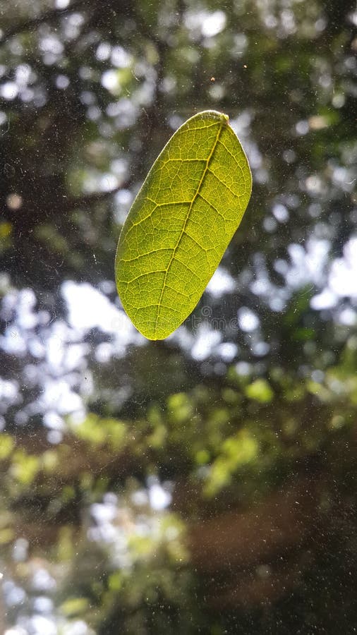 Leaves and Dust on the Windshield Stock Photo - Image of leaves, autumn ...