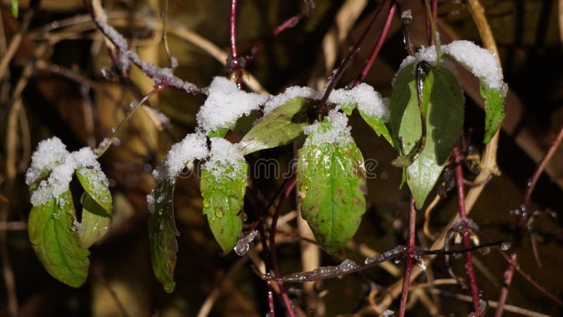 Leaves with a Dusting of Snow on Them at Night Stock Image - Image of ...
