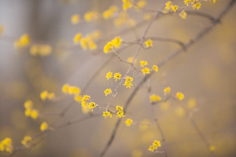 Leaves in early spring stock image. Image of leaf, outdoor - 2177741