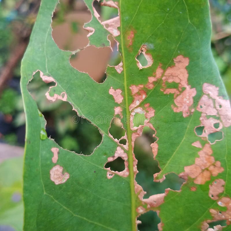 Leaves Eaten by Caterpillar until they Holes Stock Photo - Image of ...