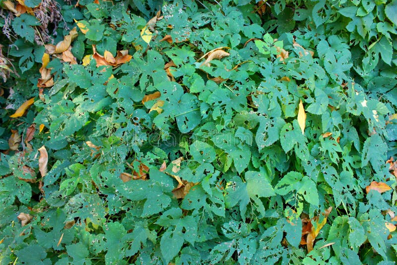 Leaves eaten by insects stock image. Image of disease - 129256891