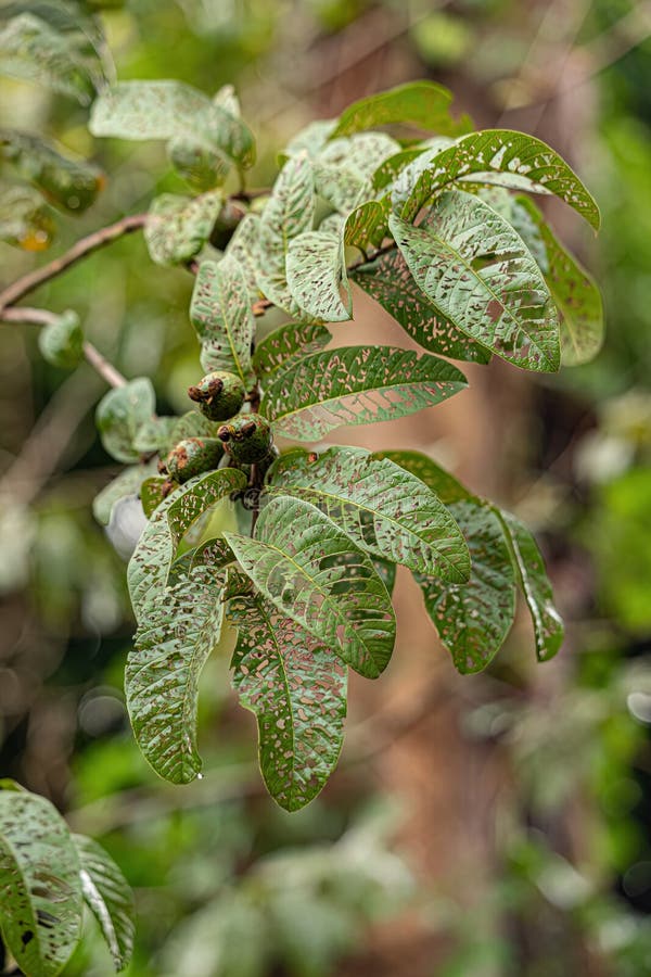 Leaves Eaten by Pest Insects Stock Photo - Image of attack, guava ...