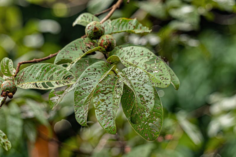 Leaves Eaten by Pest Insects Stock Image - Image of fruit, guava: 264278295