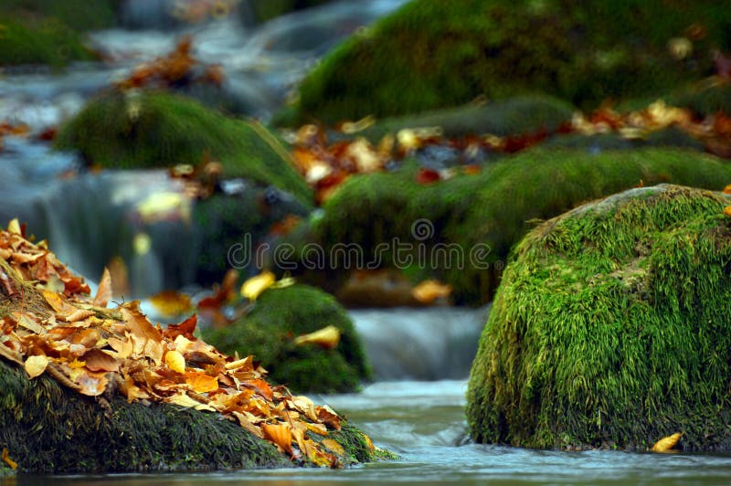Leaves in the Edge of the River Stock Image - Image of beauty, forest ...
