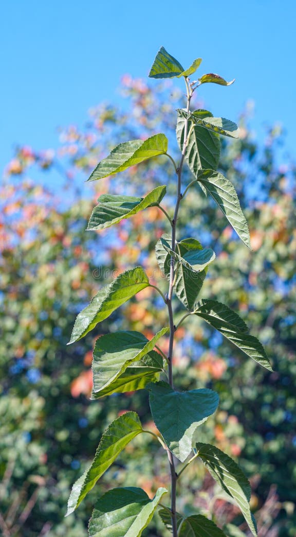 The Leaves of the Elm Stand in Rows Stock Image - Image of plant, lush ...
