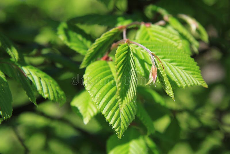 Leaves of Elm Tree in the Spring Stock Image - Image of bright, nature ...