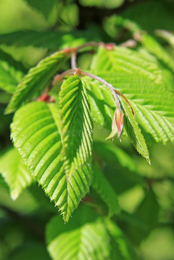Leaves of Elm Tree in the Spring Stock Photo - Image of leaf, sunny ...