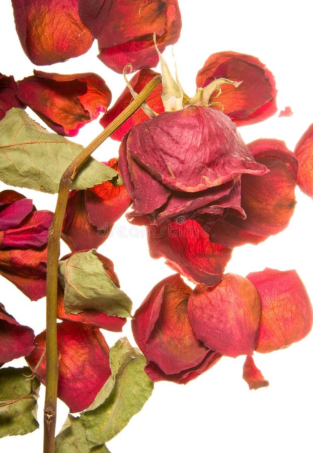 Leaves Faded Rose on Leaves Stock Photo - Image of love, macro: 13097398