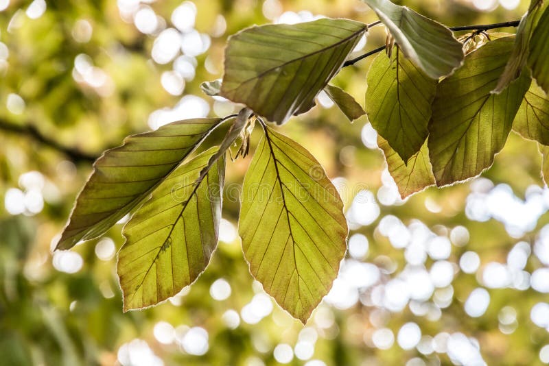 Leaves of a Fagus Sylvatica Stock Photo - Image of nature, abstract ...