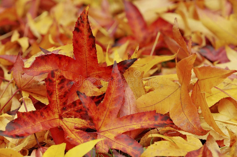 237,420 November Fall Leaves Giphy Stock Photos - Free & Royalty-Free ...
