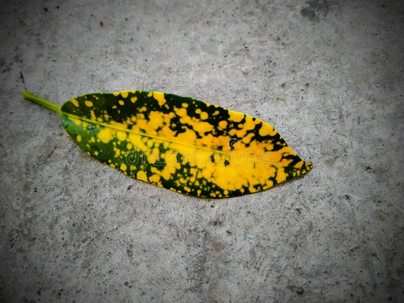 The Leaves Fall Apart in the Fall Stock Photo - Image of fall, garden ...