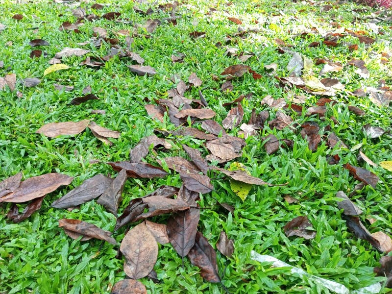 Leaves Fall in the Garden on Sunny Morning after Rain Stock Image ...