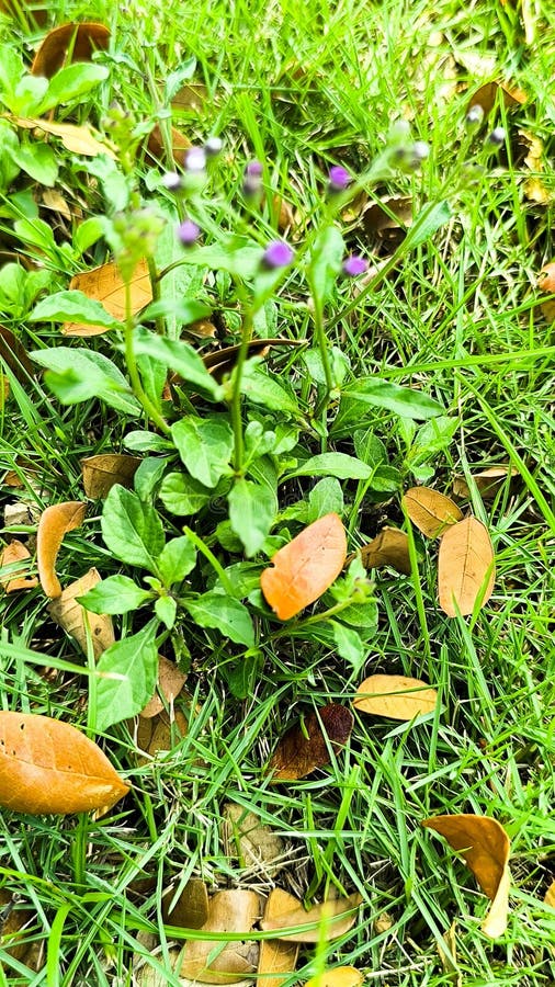 Small Wild Mushroom on the Fallen Log on a Sunny Spring, Summer Morning ...