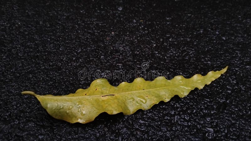 Leaves Fall after Heavy Rain Stock Image - Image of branch, produce ...