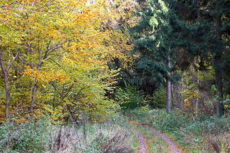 Leaves fall in November stock photo. Image of green, beautiful - 80630184