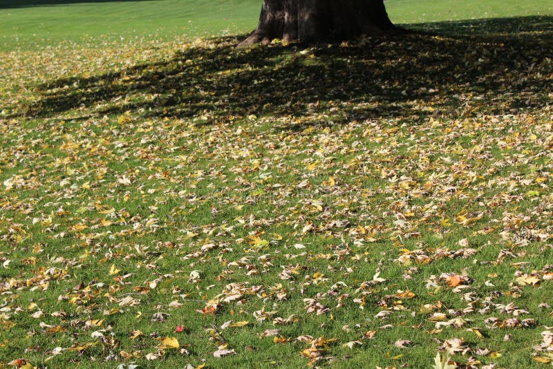 Leaves Fall Off on the Lawn in October Stock Photo - Image of natural ...