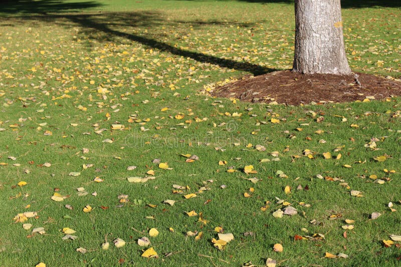 Leaves Fall Off on the Lawn in October Stock Photo - Image of leaves ...