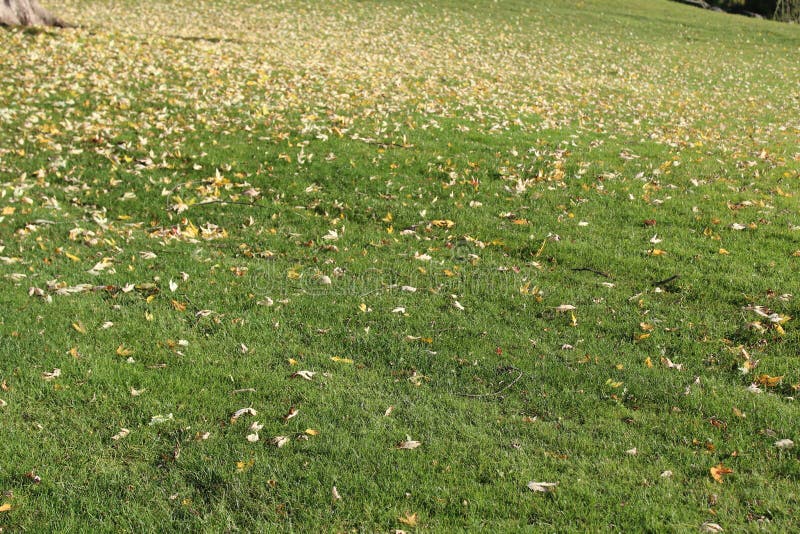 Leaves Fall Off on the Lawn in October Stock Image - Image of color ...