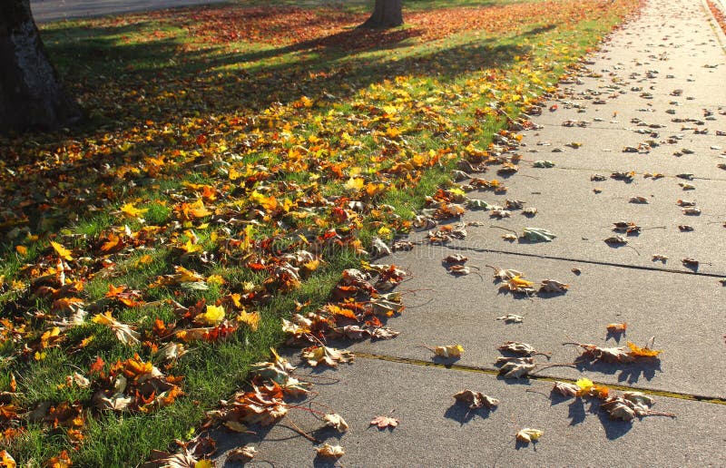 Leaves Fall Off Trees and Drop on the Ground in October Stock Image ...