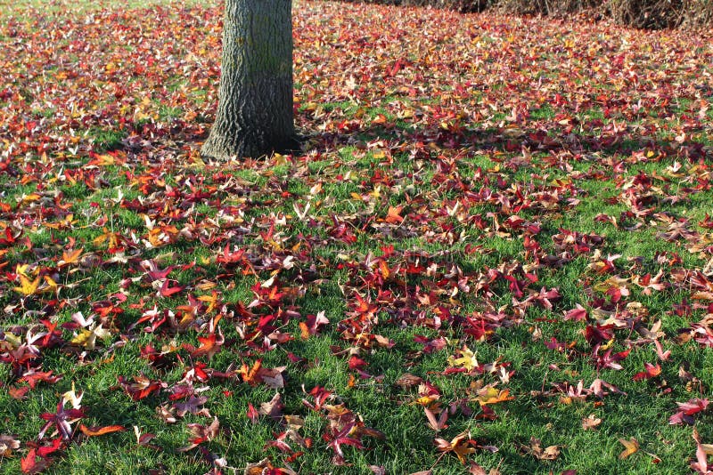 Leaves Fall Off Trees and Drop on the Lawn in November Stock Image ...
