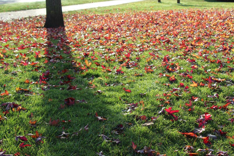 Leaves Fall Off Trees and Drop on the Lawn in November Stock Photo ...