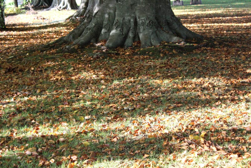 Leaves Fall Off Trees in Fall Stock Photo - Image of october, lawn ...