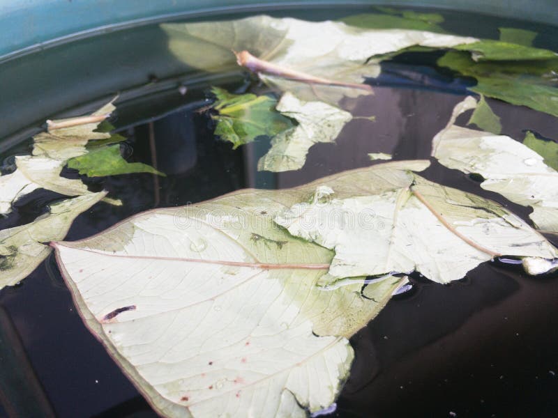 Leaves Fall and Pool in the Water Stock Image - Image of falling ...