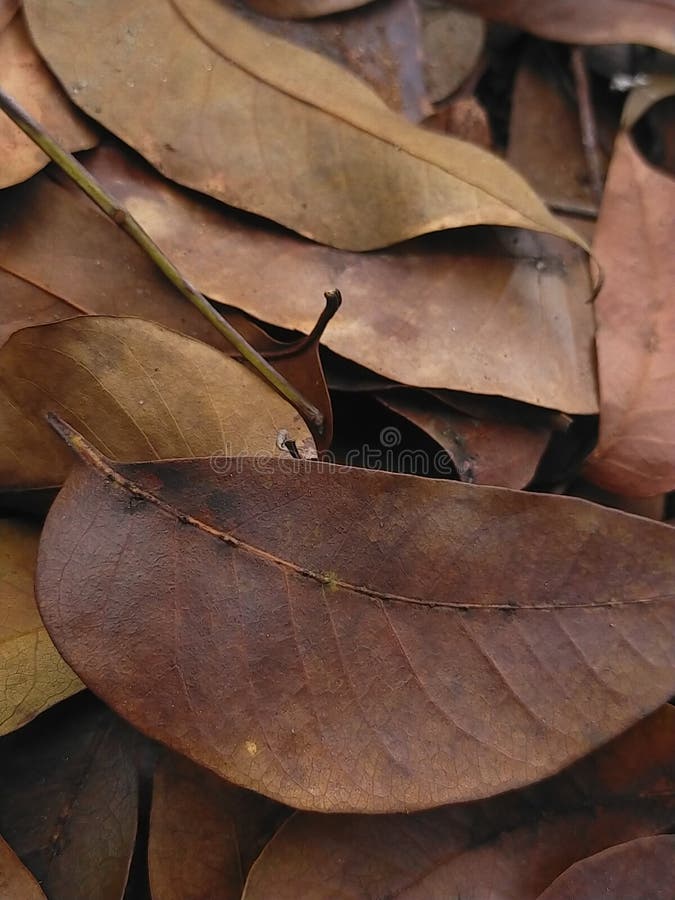 Leaves Fall in Spring Indon Stock Photo - Image of spring, leaves ...