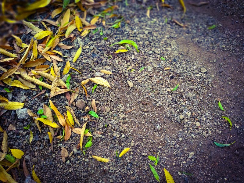 Leaves fall to the ground stock image. Image of forest - 177341583
