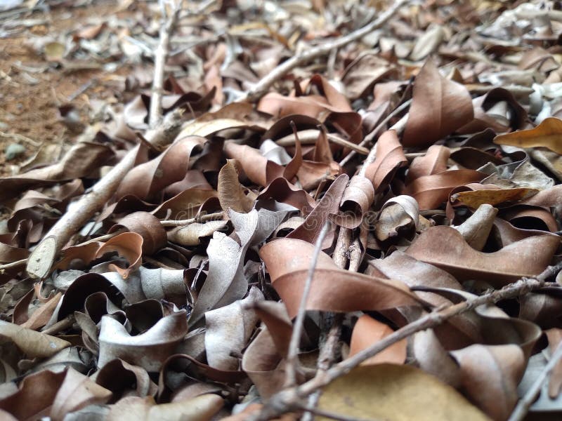 Leaves that Fall To the Ground because they are Old are One Type of ...