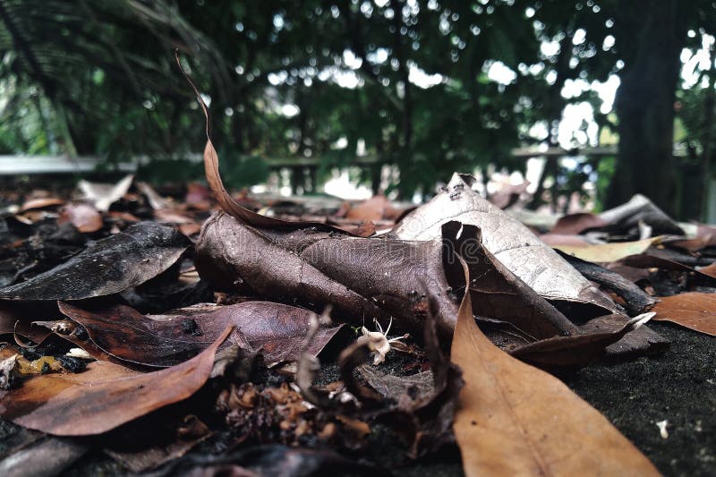 The Leaves that Fall from the Tree and the Herd of Ants Walking on the ...