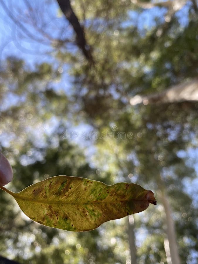 Litmus Plant Stock Photos - Free & Royalty-Free Stock Photos from ...